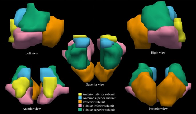 Hypoperfusion of hypothalamic subunits in medication-overuse headache using a 3D PCASL MRI ...