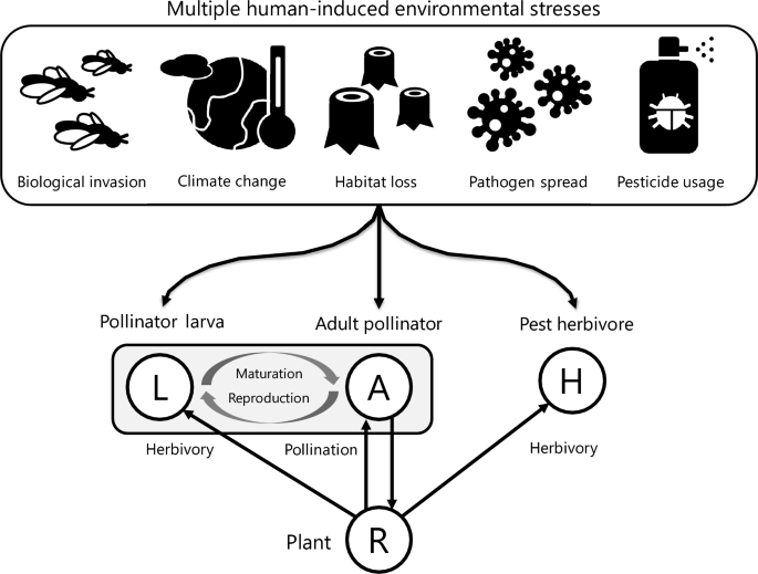 A pollinator crisis can decrease plant abundance despite pollinators ...