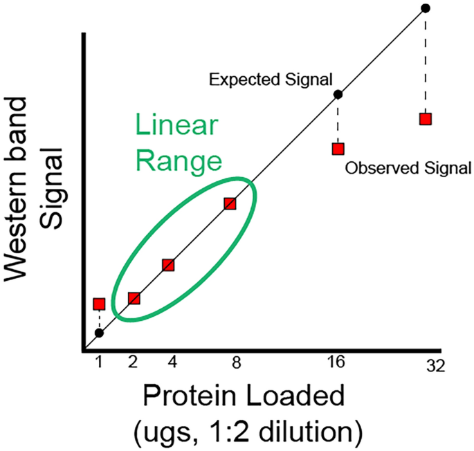 Improving rigor and reproducibility in western blot experiments with ...