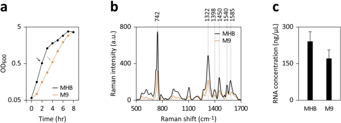 Unraveling RNA contribution to the molecular origins of bacterial ...