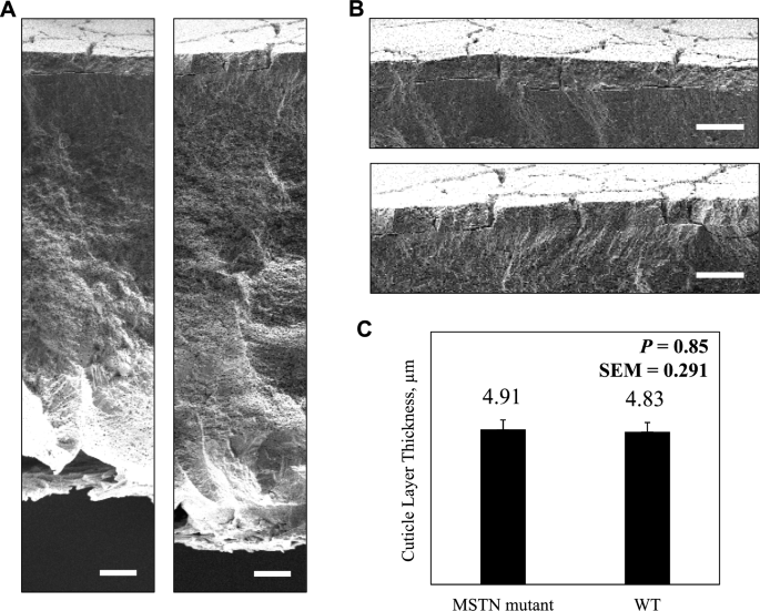 Increased nanosphere size in the cuticle layer of Japanese quail egg by ...