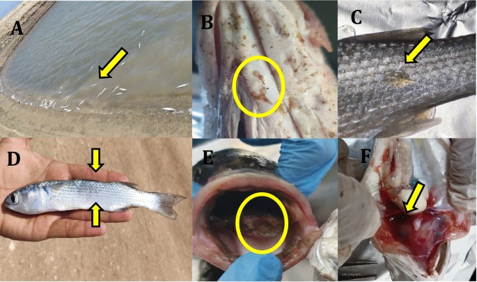 Investigating dynamics, etiology, pathology, and therapeutic ...