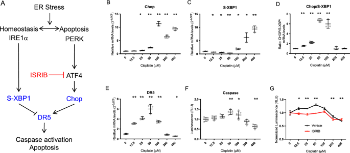 Modulating the unfolded protein response with ISRIB mitigates cisplatin ...