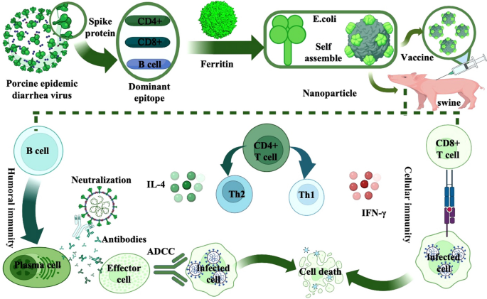 Epitopes screening and vaccine molecular design of PEDV S protein based ...