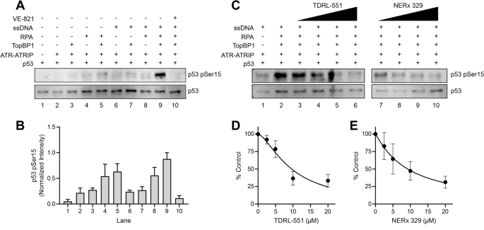 The effect of replication protein A inhibition and post-translational ...