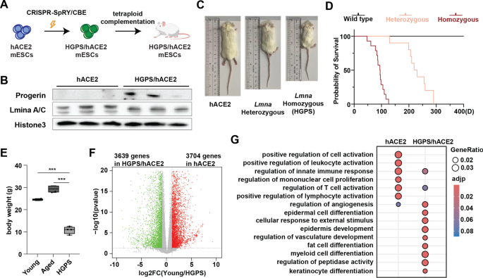 Premature aging effects on COVID-19 pathogenesis: new insights from ...