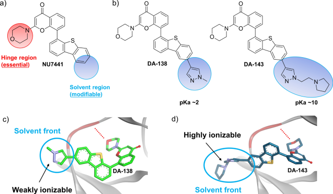 Discovery of the DNA-PKcs inhibitor DA-143 which exhibits enhanced ...