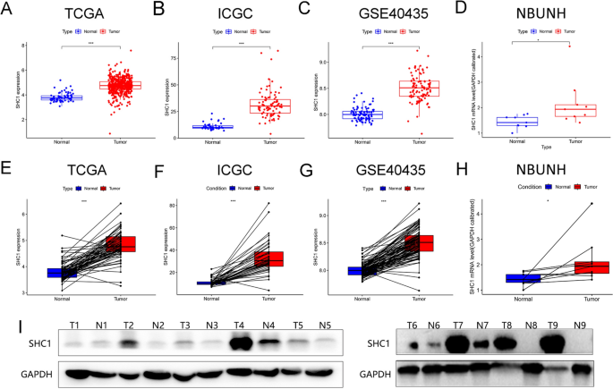SHC1 serves as a prognostic and immunological biomarker in clear cell ...