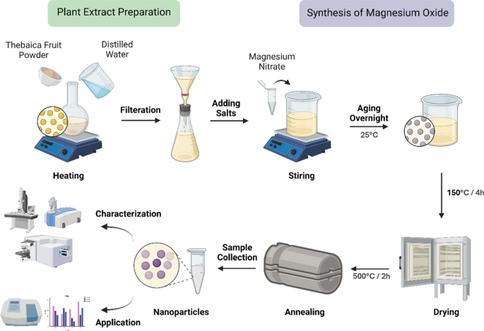 Green synthesis of magnesium oxide nanoparticles using Hyphaene ...