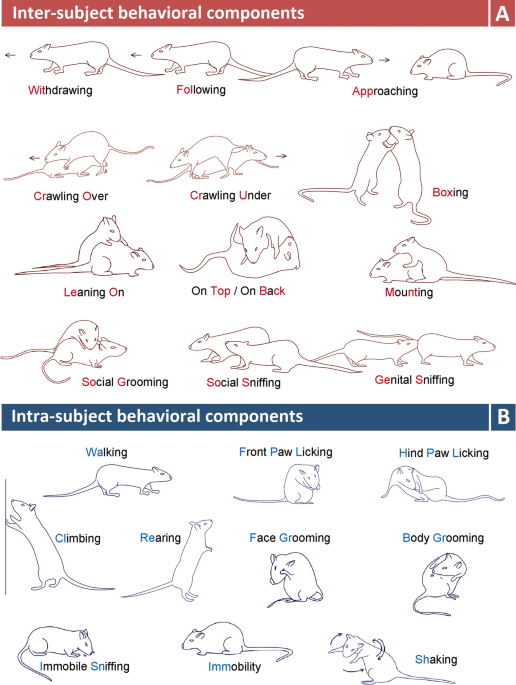 Behavioral mirroring in Wistar rats investigated through temporal ...