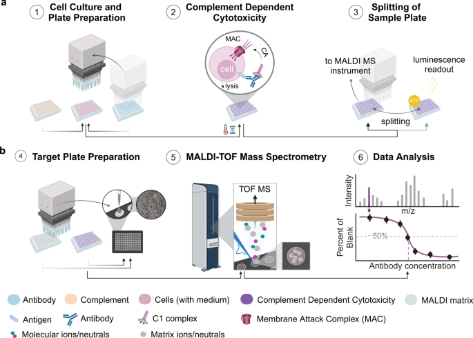 Label-free assessment of complement-dependent cytotoxicity of ...