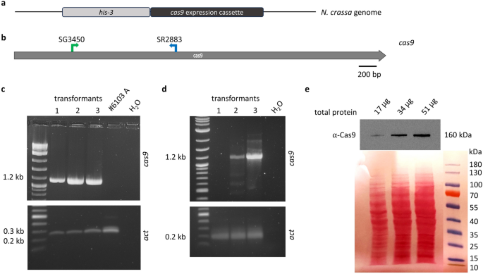 A user-friendly CRISPR/Cas9 system for mutagenesis of Neurospora crassa | Scientific Reports