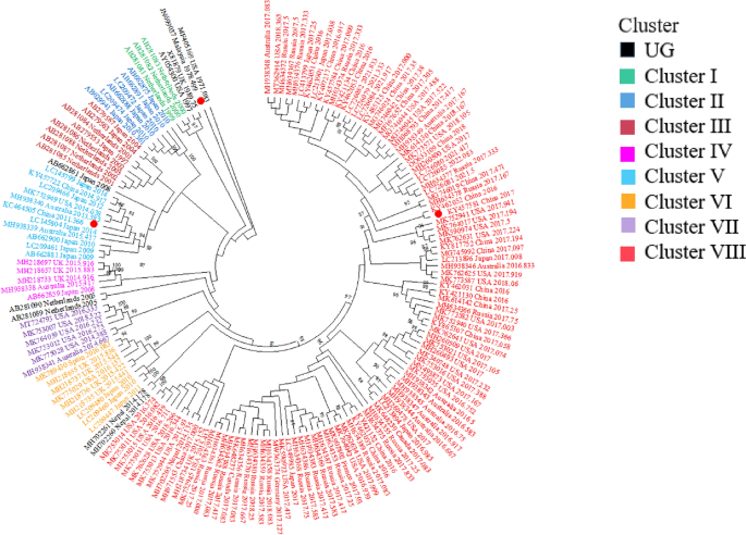 Biological and immunological characterization of major capsid protein ...