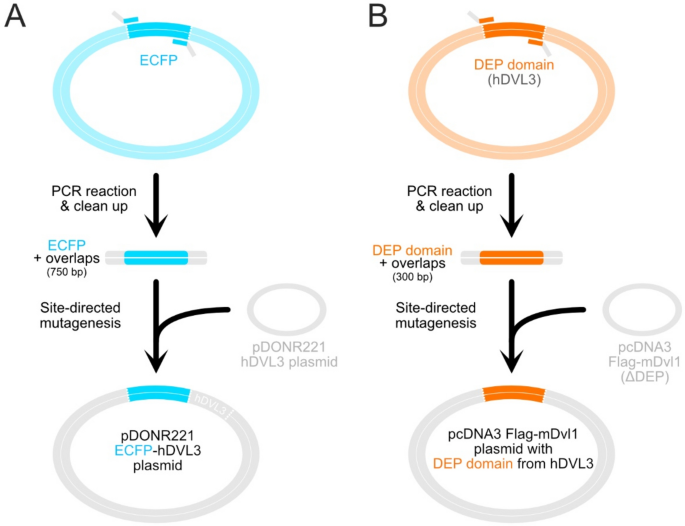 Efficient cloning of linear DNA inserts (ECOLI) into plasmids using site-directed mutagenesis ...