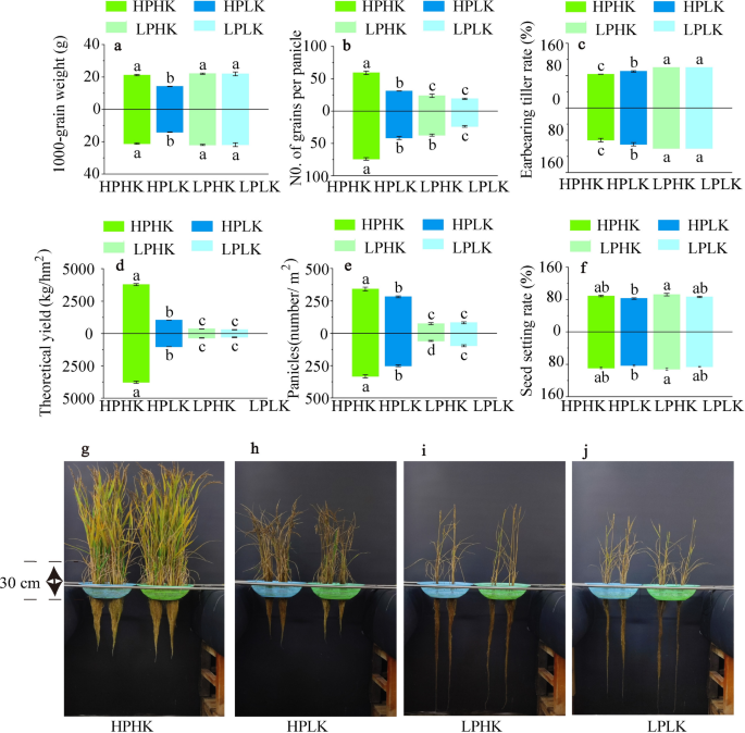 Effects of different phosphorus and potassium supply on the root ...