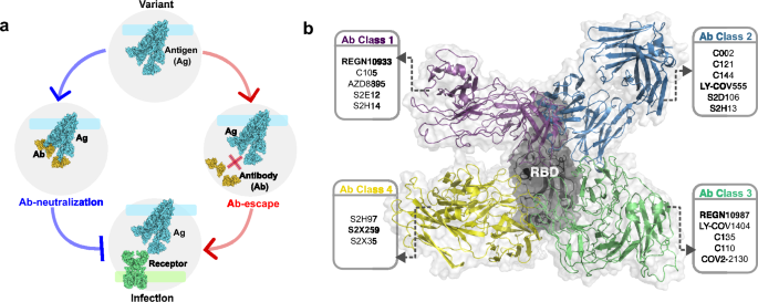Exploring the ability of the MD+FoldX method to predict SARS-CoV-2 ...