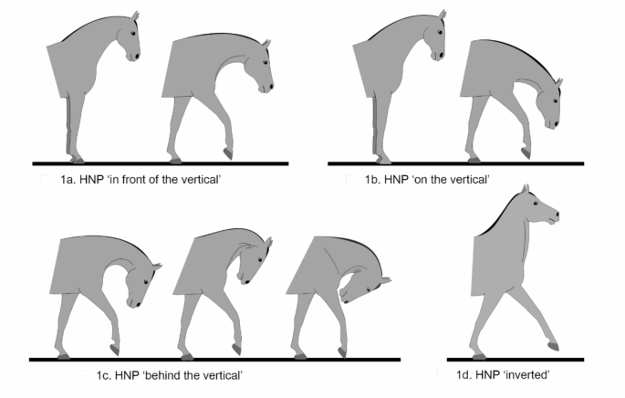 Hyperflexing the horse’s neck: a systematic review and meta-analysis ...