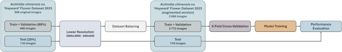 Deep learning based approach for actinidia flower detection and gender ...