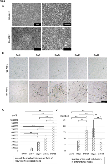 Clustered ARPE-19 cells distinct in mitochondrial membrane potential may play a pivotal role in ...