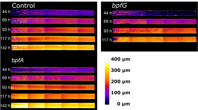 Comparative analysis of the influence of BpfA and BpfG on biofilm ...