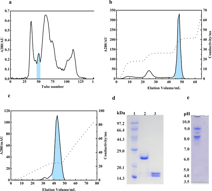 A novel snake venom C-type lectin-like protein modulates blood ...