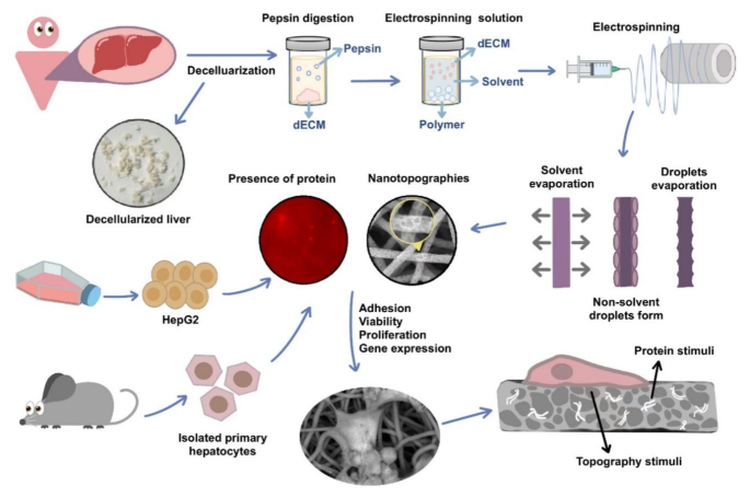 Combining human liver ECM with topographically featured electrospun ...