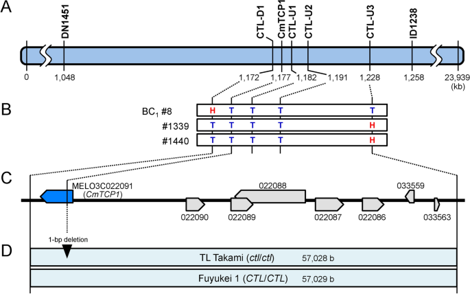 Interaction between plant-specific transcription factors TCP and YABBY ...