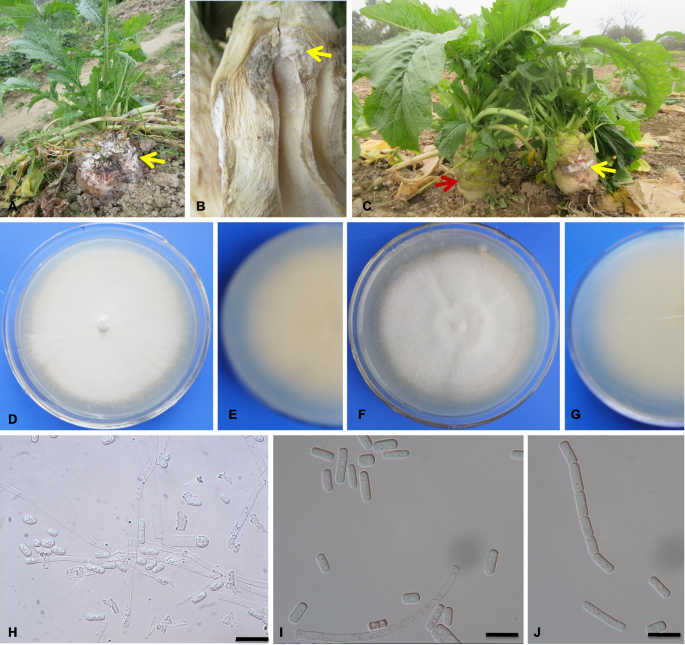 Antifungal activity of 2-chloro-5-trifluoromethoxybenzeneboronic acid ...