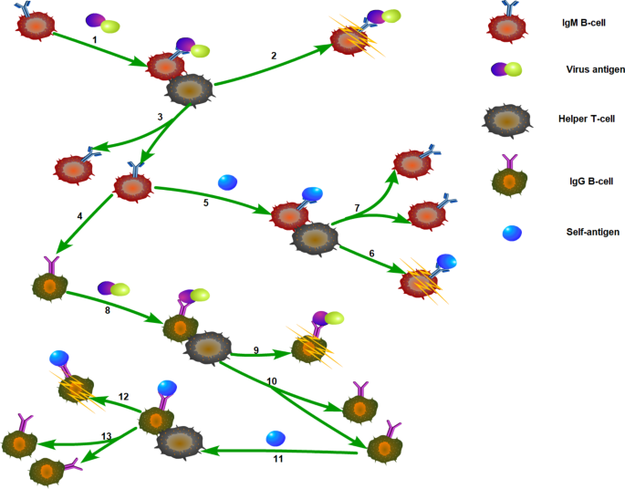 A mathematical model simulating the adaptive immune response in various vaccines and vaccination ...