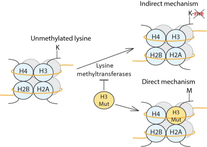 A vector system encoding histone H3 mutants facilitates manipulations ...