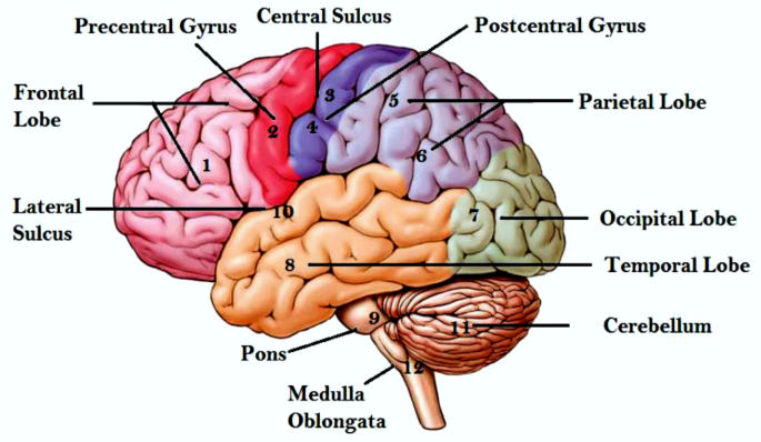 Brain tumor classification utilizing pixel distribution and spatial ...