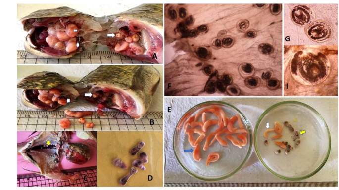 An innovative approach to control fish-borne zoonotic metacercarial ...