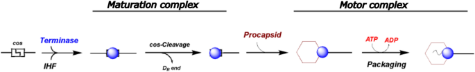 Single-molecule measurements of bacteriophage lambda DNA packaging ...