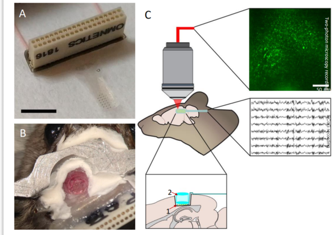 Hippocampal recording with a soft microelectrode array in a cranial ...