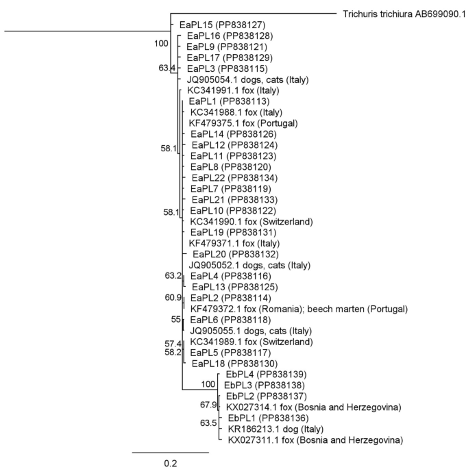 Prevalence and genetic diversity of the lung nematode Eucoleus ...