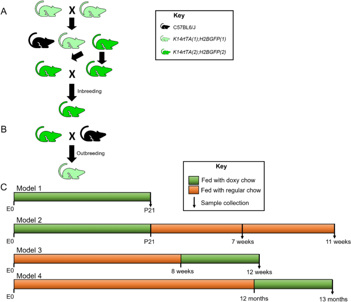 Toxicity of nuclear-localized GFP in reporter mice | Scientific Reports
