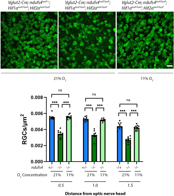 Hypoxia-mediated rescue of retinal ganglion cells deficient in mitochondrial complex I is ...