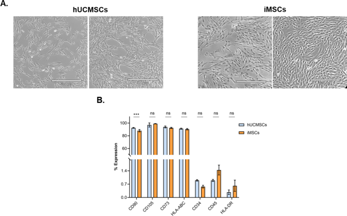 Unveiling the Immunomodulatory and regenerative potential of iPSC ...