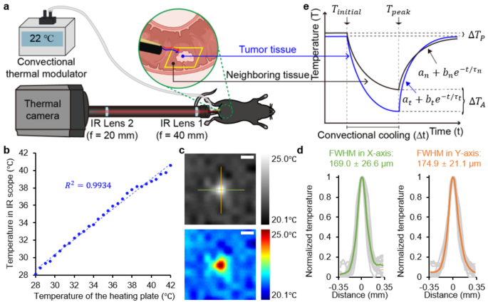 Infrared thermal modulation endoscopy for label-free tumor detection ...