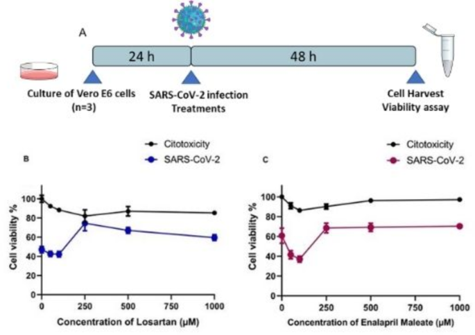 Losartan and enalapril maleate differently influence SARS-CoV-2-infected vero cells | Scientific ...