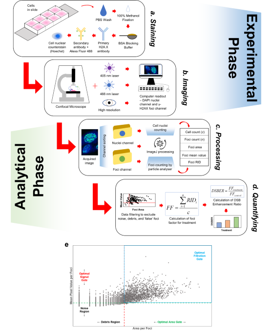 A novel approach to double-strand DNA break analysis through γ-H2AX ...