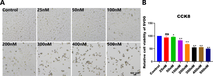 Flavopiridol induces cell cycle arrest and apoptosis by interfering ...