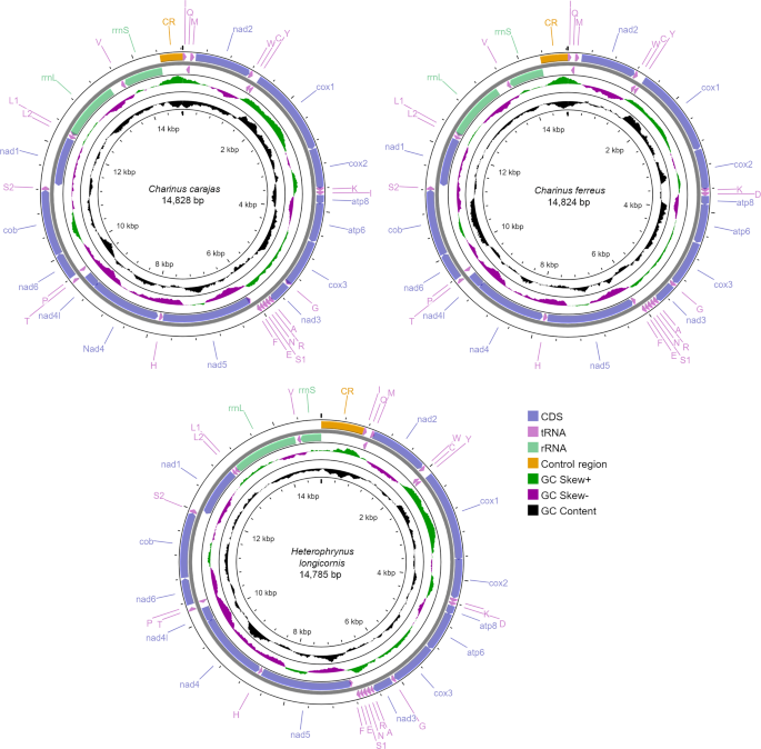 New mitochondrial genomes of three whip spider species from the Amazon ...