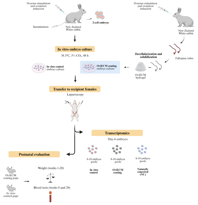 Oviductal extracellular matrix hydrogels enhance in vitro culture of ...