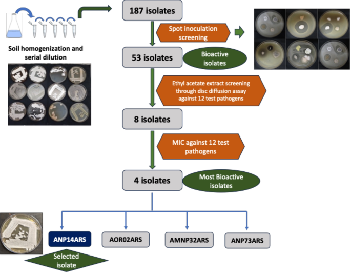 Exploring northeast India’s culturable soil Actinomycetia for potent ...