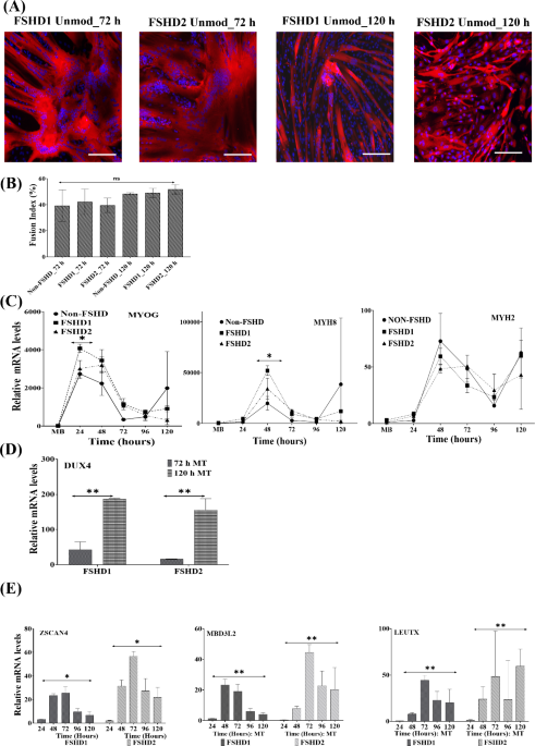 Temporal variation in p38-mediated regulation of DUX4 in ...