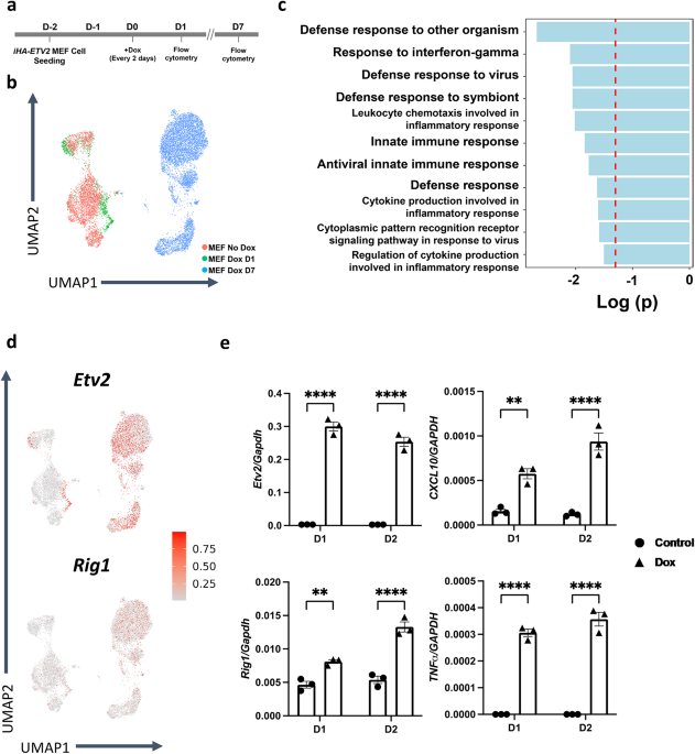 ETV2 transcriptionally activates Rig1 gene expression and promotes ...