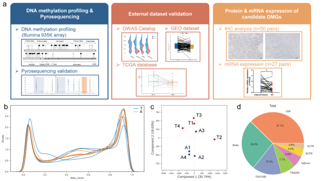 Genome-wide DNA methylation profiling reveals a novel hypermethylated biomarker PRKCB in gastric ...