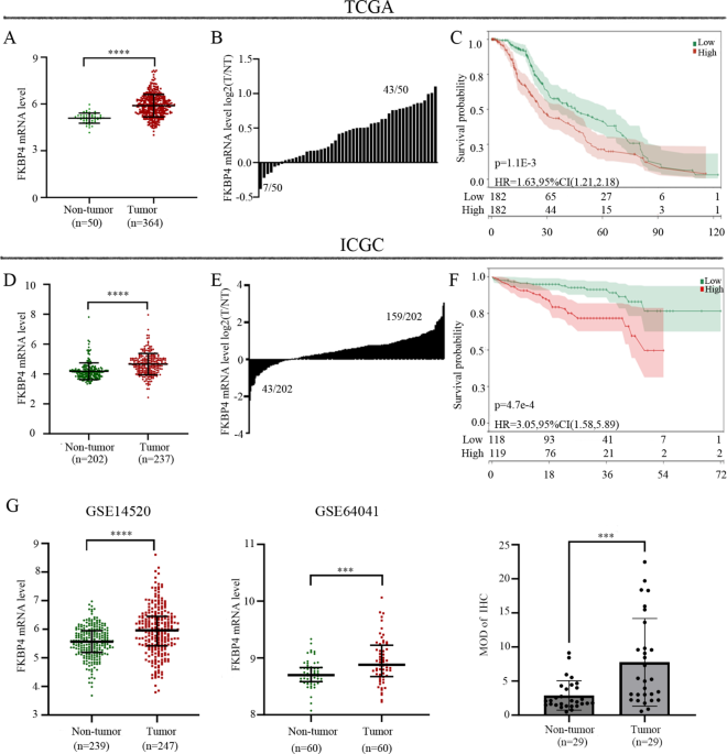 FKBP4 promotes glycolysis and hepatocellular carcinoma progression via ...