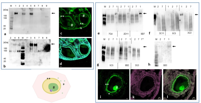 Dynamic maternal synthesis and segregation of the germ plasm organizer ...